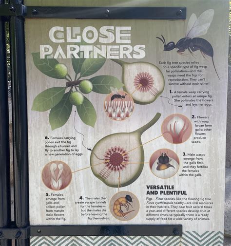 How Figs Are Pollinated R Mildlyinteresting
