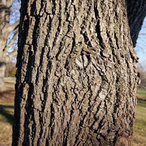 Walnut Tree Bark Identification