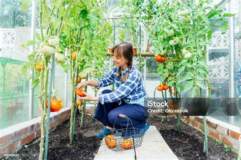 젊은 웃는 여자가 온실 농장에서 잘 익은 빨간 큰 쇠고기 토마토를 따고 있다 토마토 수확 도시 농업 생활 방식 정원에서 유기농 채소 재배 식량 자급자족의 개념 25 29세에