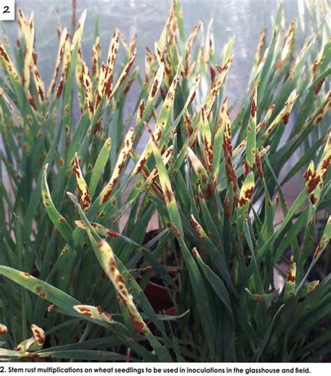 A Novel Study Biological Suppression Of Wheat Stem Rust SA Grain