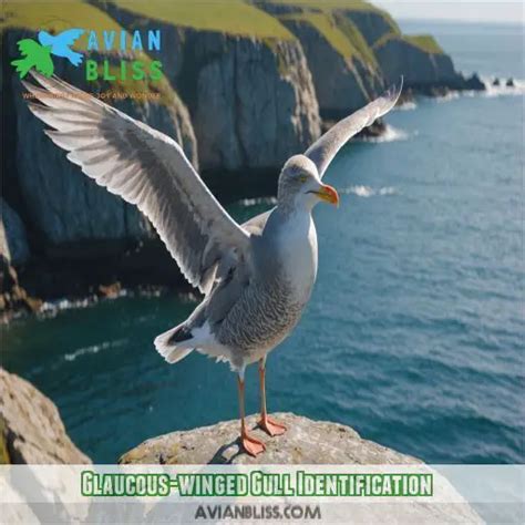 Meet The Glaucous Winged Gull Master Of The Pacific Coasts Skies And Shores
