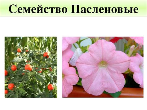 Растения семейства Пасленовые: особенности выращивания, виды – плодовые ...