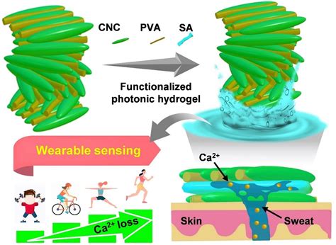 Photonic Cellulose Nanocrystal Sensor Revolutionizes Biomedical Monitoring Trendradars