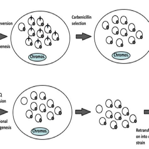 Method For Detection Of Two Mutations Separated In Time Download Scientific Diagram