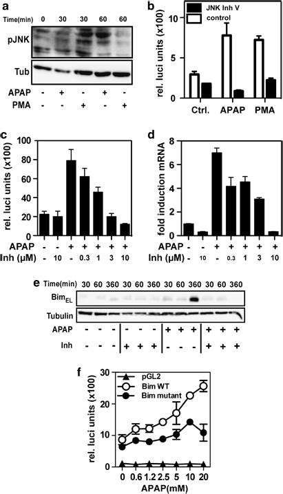 Apap Induced Bim Transcription Is Jnk And Foxo3a Dependent A Ihh