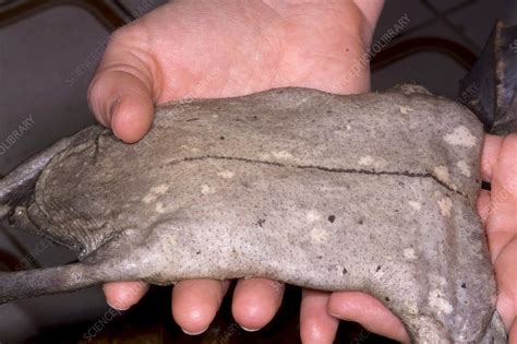 Surinam Toad Stock Image C003 8276 Science Photo Library