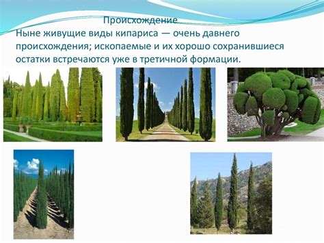 Кипарис. Виды кипариса - презентация онлайн