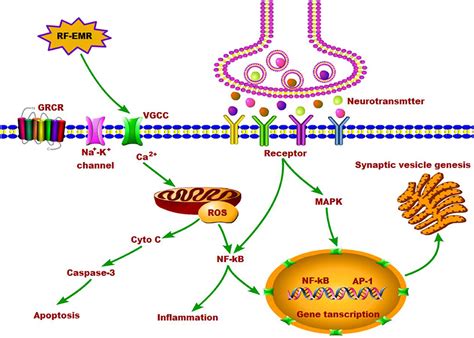 Frontiers Effects Of Radiofrequency Electromagnetic Radiation On