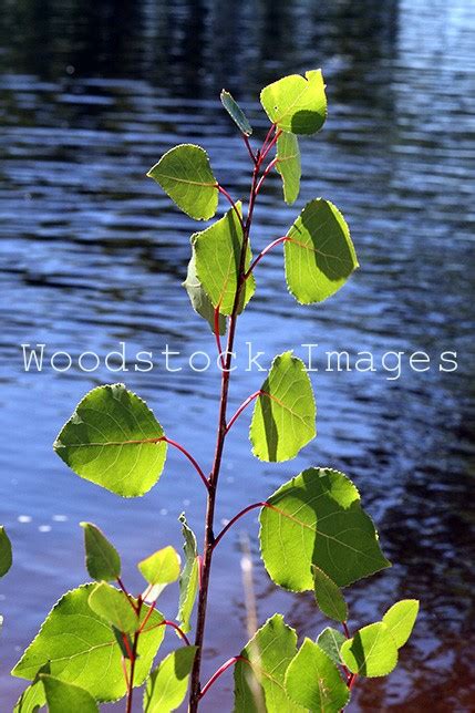 Australian Native Sapling Woodstock Images