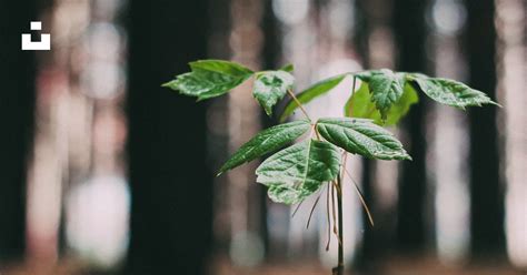 숲의 땅에서 작은 식물이 싹을 틔운다 사진 Unsplash의 무료 식물 이미지