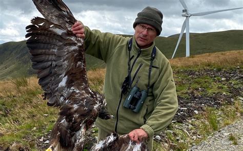 Golden Eagle Killed After Flying Into Wind Turbine