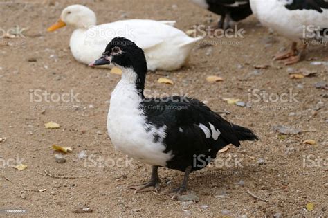 Gambar Bebek Hitam Putih 57 Koleksi Gambar