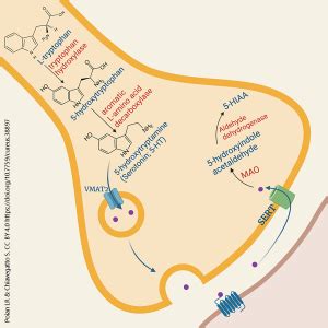 Terminating Neurotransmitter Action Introduction To Neuroscience