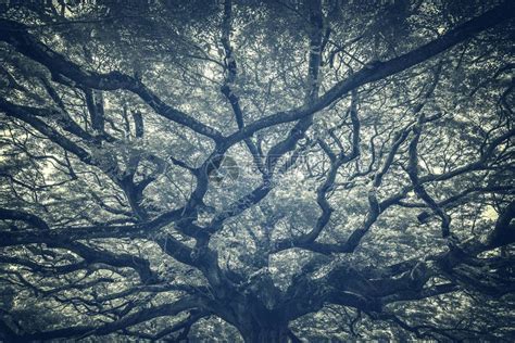 大树枝分支高清图片下载 正版图片505176117 摄图网