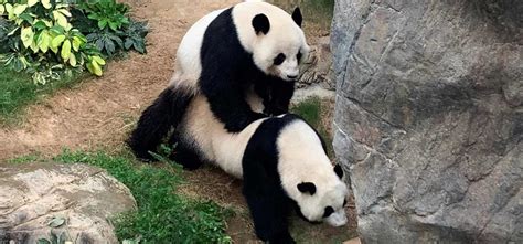 It Took A Lockdown An Empty Zoo For These Pandas To Have Sex For The