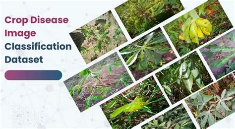 Crop Disease Image Classification Dataset