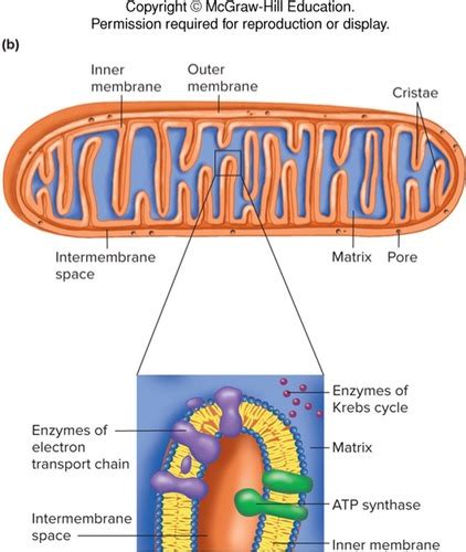 genetics lecture 27 chapter 17 organelle inheritance flashcards quizlet