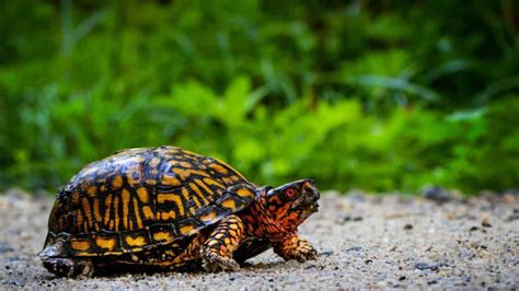 13 Fun Facts To Know About Turtles On World Turtle Day