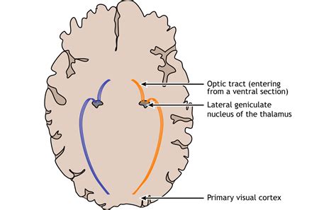 Vision Central Processing Foundations Of Neuroscience