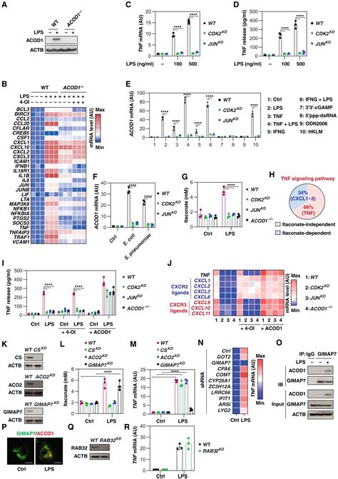 Aconitate Decarboxylase 1 Is A Mediator Of Polymicrobial Sepsis Science Translational Medicine