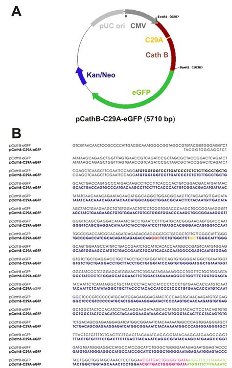 Schematic Depiction And Sequence Of Pcathb C29a Egfp Coding For Download Scientific Diagram