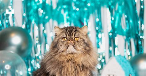 풍선을 배경으로 앉아 있는 푹신한 고양이 사진 Unsplash의 무료 파랑 이미지