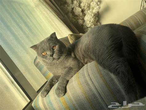 قط بريطاني للتبني الشروط التأكد من استعداد وجدية المتبني موقع حراج