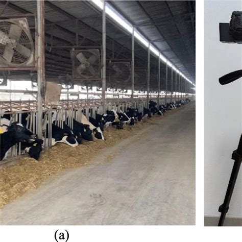 PDF CattleFaceNet A Cattle Face Identification Approach Based On RetinaFace And ArcFace Loss