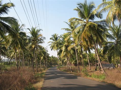 Unparalleled India The Tree Of Life