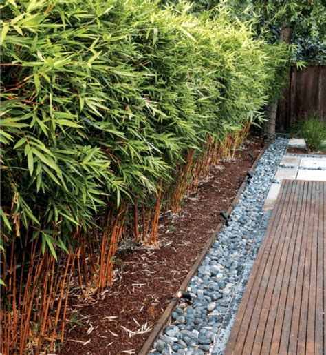 10 Plantas Para Fazer Uma Cerca Viva Simples Decoração