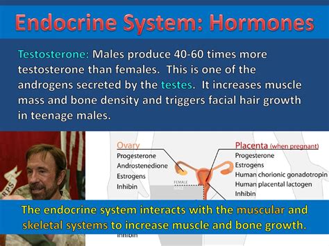 Regulation And Reproduction Ppt Download