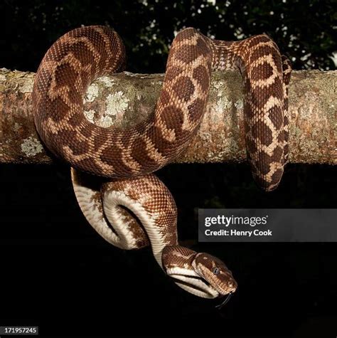 Rough Scale Python Fotografias E Filmes Do Acervo Getty Images