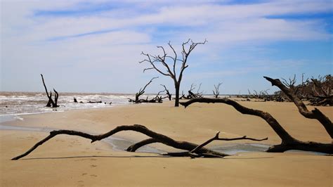 Between Charleston And Georgetown Is South Carolinas Wild Coastal