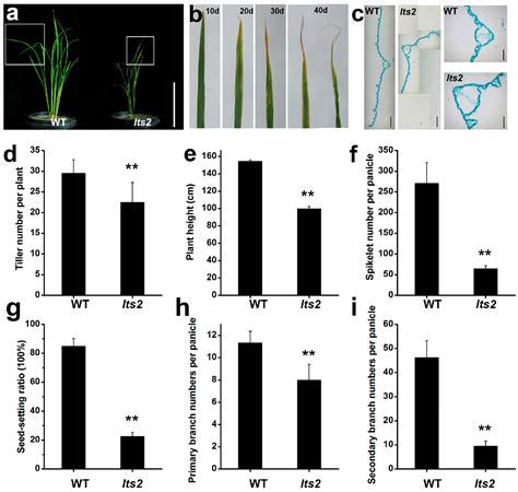 Genetic Analysis And Fine Mapping Of A New Rice Mutant Leaf Tip