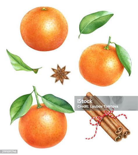 잎 계피 스틱 및 아니스와 3 개의 만다린 과일의 수채화 그림 0명에 대한 스톡 벡터 아트 및 기타 이미지 0명 Clementine Fruit 가지 식물 부위