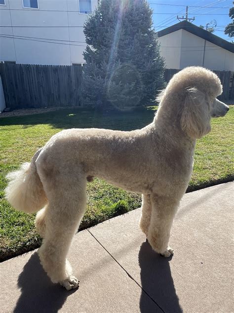 Standard Poodle Cuts For Winter Poodles Summer Cut Transforms