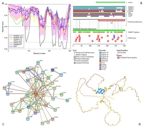 Functional Disorder Analysis Of The Myelin Basic Protein Mbp Uniprot