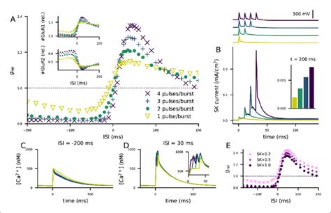 The Stdp Curve Of Layer 23 Pyramidal Cells Is Affected By The Number