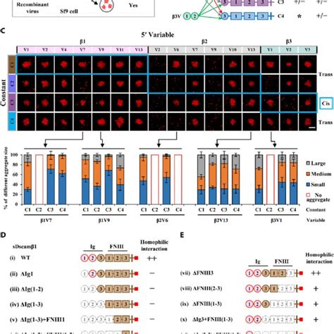 Cluster Wide Analysis Of Homophilic Binding Of Trans And Cis Spliced