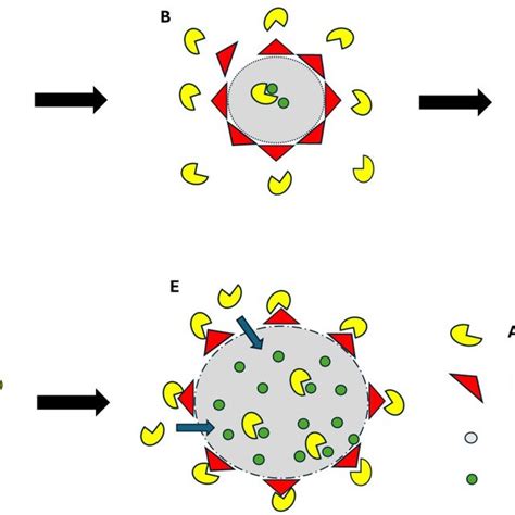 Numerical Simulation Representing The Qualitative Behavior Of The Download Scientific Diagram