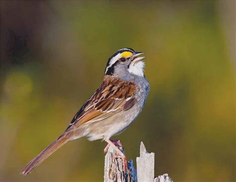 An Overview Of Bird Friendly Architecture Rtf Rethinking The Future