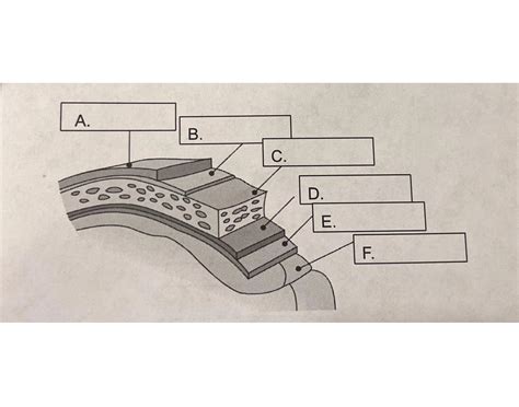 Brain Outer Layers Quiz