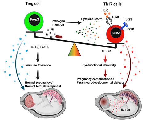 Figure 1 From Viral Infections And Temporal Programming Of Autism