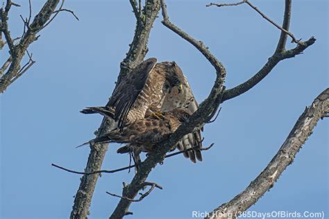 Broad Winged Hawks Mating 365 Days Of Birds