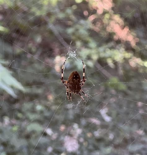 What Bug Is This R Whatbugisthis