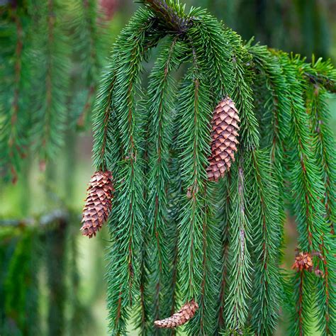 Weeping Norway Spruce The Sill