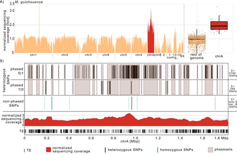 Sequencing Coverage And Snp Density Indicate Two Copies Of Chra In M