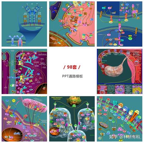 不用高级软件怎么画好国自然标书通路图？ 知乎