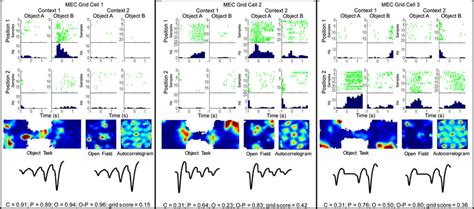 Examples Of Neuronal Firing Patterns For Grid Cells During Object