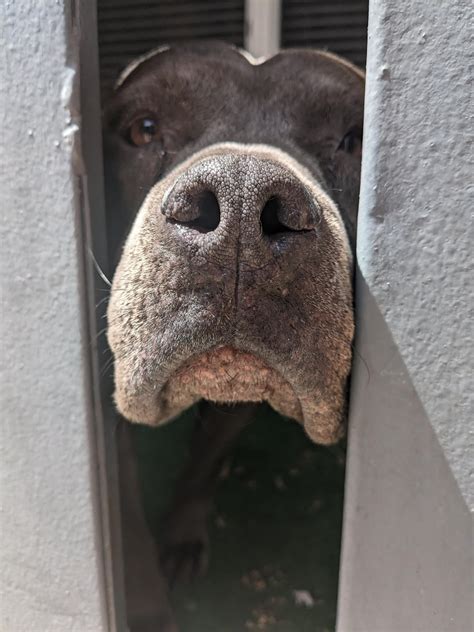 Oh Hey Der Whats The Secret Passcode Or No Enter Rvelvethippos